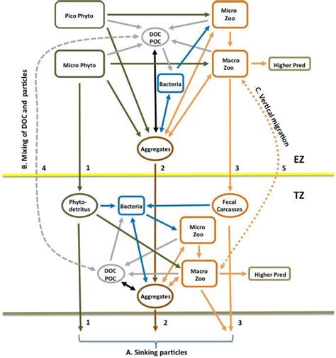 Conceptual Food Web Diagram From The Exports Science Plan Shown Here