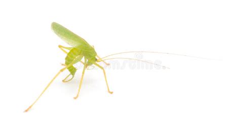 Grasshopper Front View Stock Image Image Of Antenna 10790205
