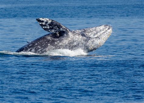 Whale Watching Cabrillo National Monument U S National Park Service