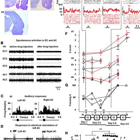 Auditory Cortex Neuronal Responses To A Visual Stimulus After Pairing