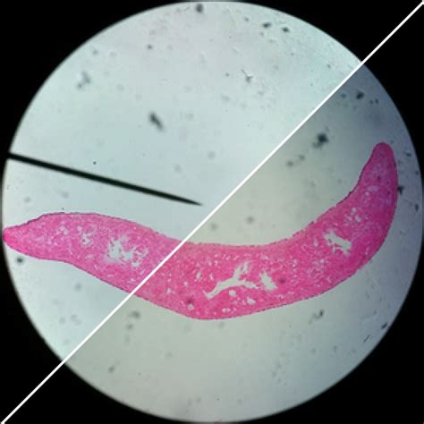 Equalize The Brightness In An Image Wolfram Language Example Repository