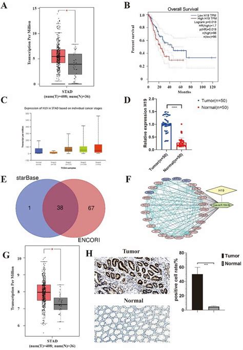 The H19 Expression Profiles And Regulated Mirna Were Obtained From The