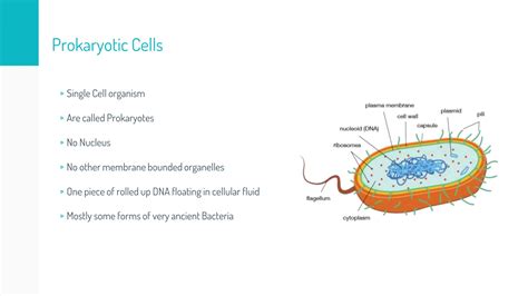 Lecture 2 2 Molecular And Cellular Biology Dna Replication Pptx
