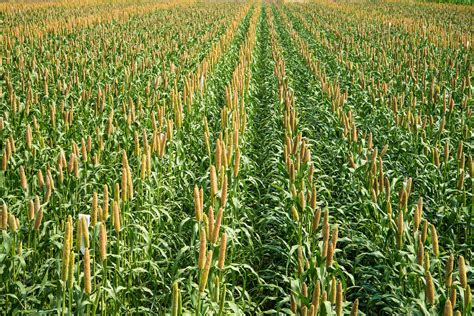Crops Overview