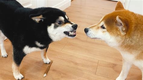 兩隻柴犬吵架接下來這一幕讓主人笑了 YouTube