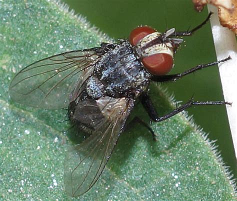 Parasitoid Bugguidenet