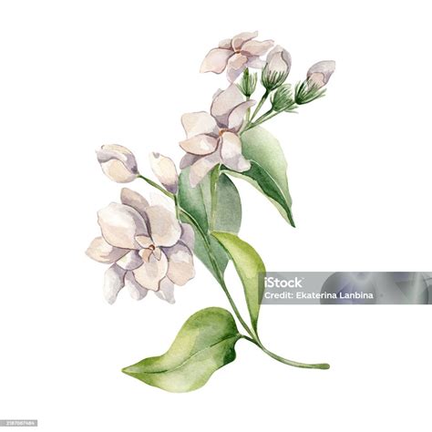 흰 꽃 재스민 새싹 나뭇가지 절연 수채화 그림 절연 재스민의 수직 꽃 구성 옅은 분홍색 식물 스타일 손으로 그린 것 재스민은 디자인 패키지 결혼식을 위해 그려졌습니다