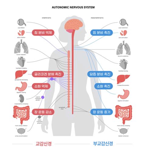 어린이의 소화 기관
