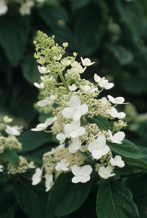 Tardiva Hydrangea Faller Landscape
