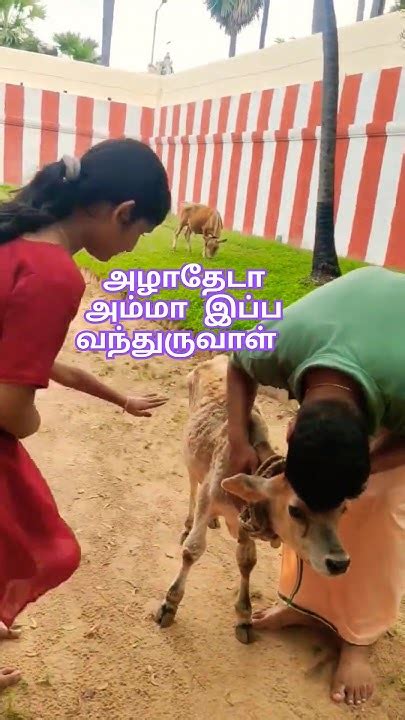 அம்மாவை காணோம் கதறி அழுத கன்றுக்குட்டி அம்மா கிட்ட கூட்டிட்டு போங்க என்பது போல் இருந்ததது Youtube