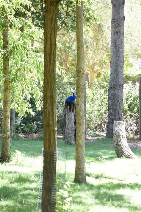 The Common Peacock Or Blue Breasted Peacock In The Middle Of The