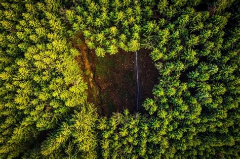 Premium Photo High Angle View Of Trees In Forest