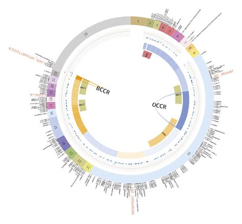 Circos Plot Representation Of All Brca1 Deleterious Mutations Download Scientific Diagram