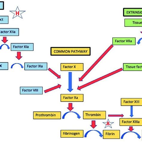 Overview Of Coagulation Cascade Diagram Of The Multistep Intrinsic