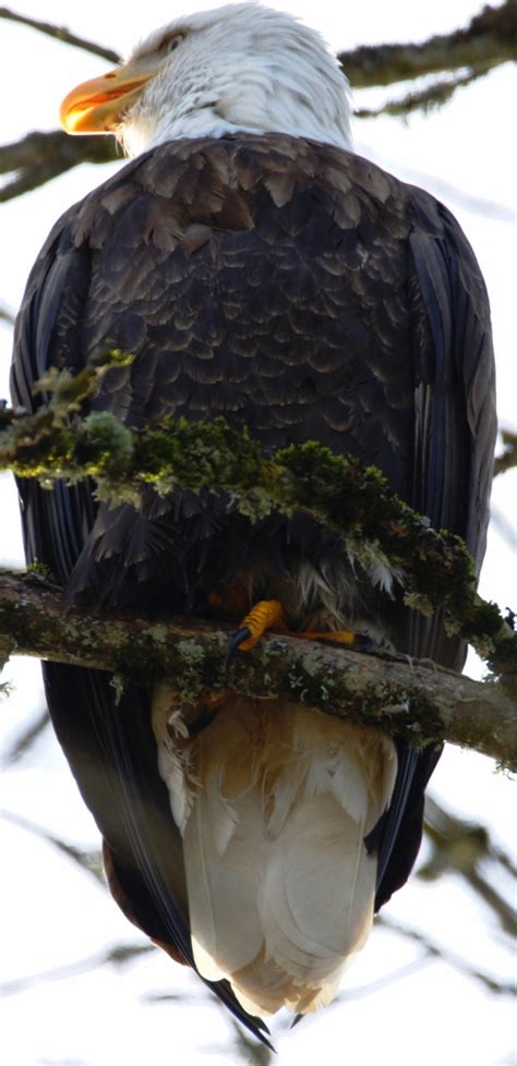 ポートランド付近の鳥達 Bald Eagle ハクトウワシ