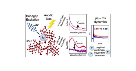 Observing Long Lived Photogenerated Holes In Cobalt Oxyhydroxide Oxygen
