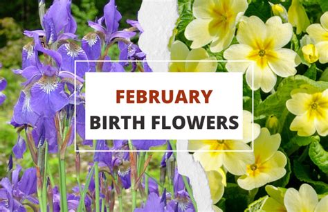 February Birth Flowers Everything You Need To Know Symbol Sage