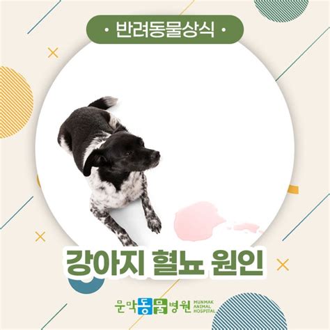 강아지 혈뇨 갈색 피오줌 원인 치료 예방 요로결석 방광결석 방광염 네이버 블로그
