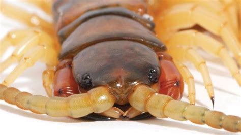 Giant Centipede Venomous
