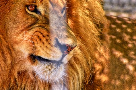 Download Angry Lion Looking Away Wallpaper Wallpapers Com