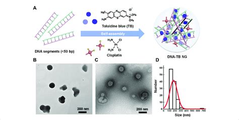 Preparation Of DNA TB NG A Schematic Illustration Of The