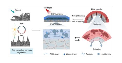 From Sea Cucumbers To Soft Robots A Photothermal Responsive Hydrogel Actuator With Shape Memory