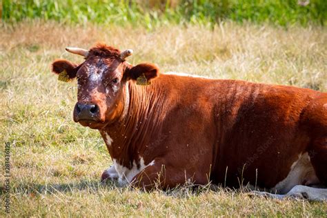 Disease Causing Horn Flies Cattle Fly Cattle Pests On A Cow Head Stock