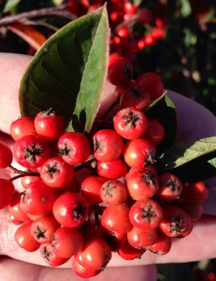 Cotoneaster Care Watering Fertilize Pruning Propagation Picturethis