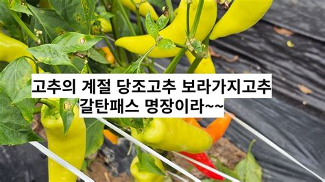 고추의 계절 당조고추 가지고추 미인고추 칼탄패스 명장이라~~ Youtube