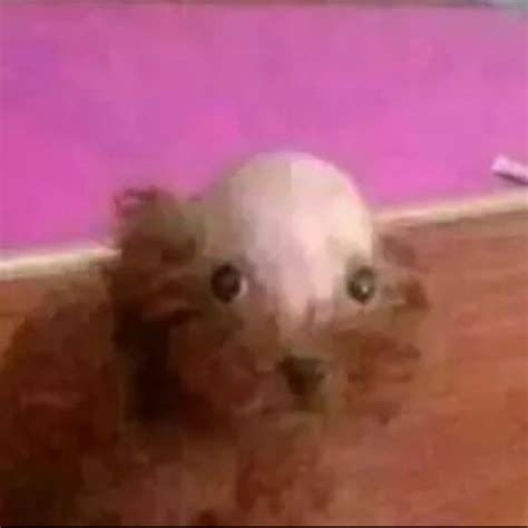 Bald Dog Funny Dogs Memes