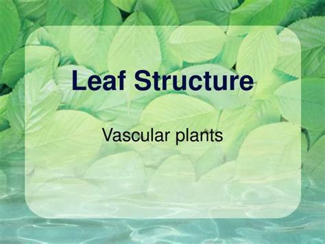 PPT Leaf Structure PowerPoint Presentation Free Download ID