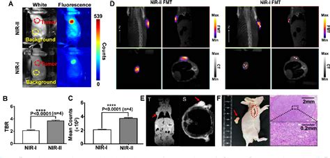 Figure 6 From Nir Iinir I Fluorescence Molecular Tomography Of Heterogeneous Mice Based On