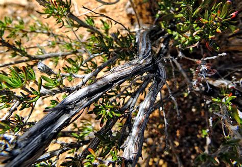 Eriogonum Fasciculatum Polygonaceae