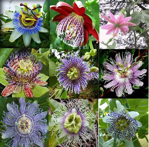 Passion Fruit Flower Varieties At Ruth Hook Blog