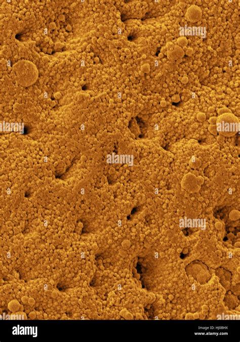 Coloured Scanning Electron Micrograph Sem Chicken Eggshell Surface Gallus Gallus Domesticus