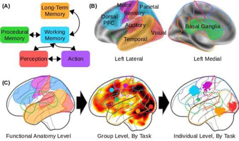 A Arch Itecture Of The Common Model Of Cognition As Describe D By