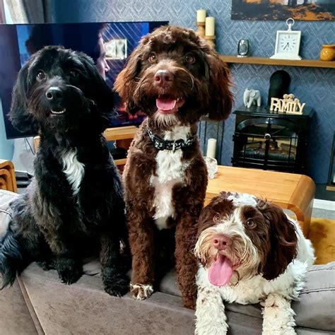 Unlock The Joy Of Owning A Sproodle The Dog Worlds Best Kept Secret