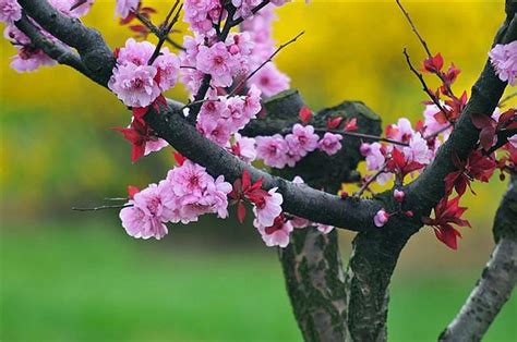 紅梅花兒開 每日頭條