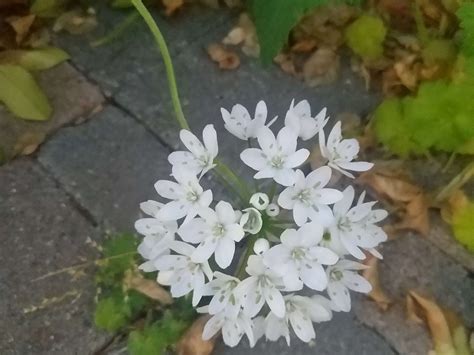 Allium Neapolitanum