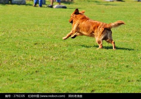 奔跑的金毛犬高清图片下载 红动中国
