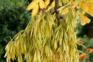 Ash Tree Planting Pruning And Advice On Caring For It