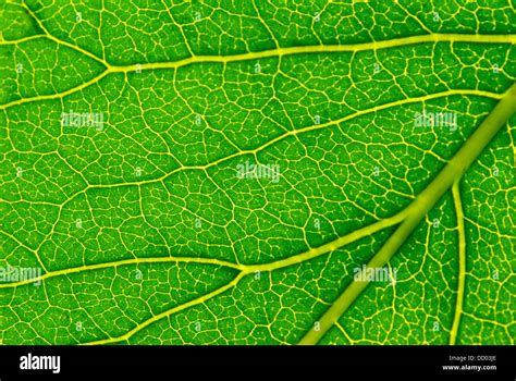 Structure Of Leaf Stock Photo Alamy