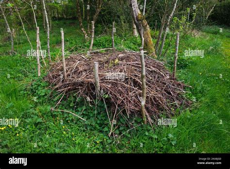 Old Brush Stack Near Plas Coch Boundary Looking West Towards Holly In