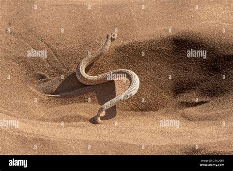 Dwarf Puff Adder Bitis Peringueyi Dorob National Park Swakopmund