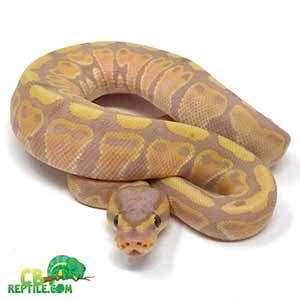 Ball Python Temperature Ball Python Care Ball Python Temp