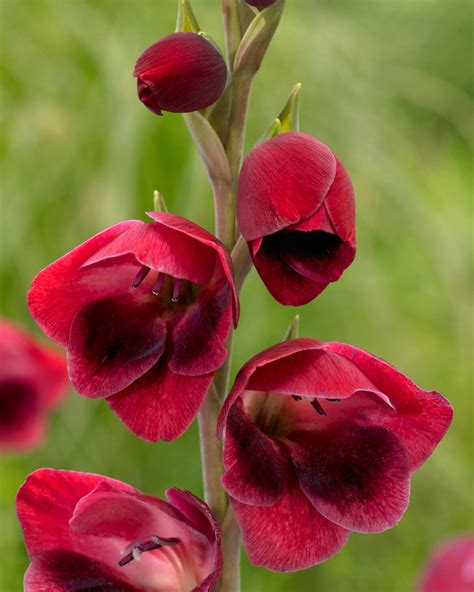 Gladiolus Papilio Ruby Red Bulbs — Buy Online At Farmer Gracy Uk