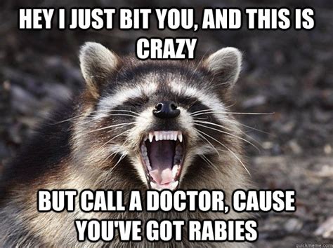 Rabid Raccoon Memes Quickmeme