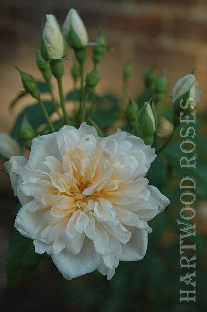 Beautiful Rose Clusters