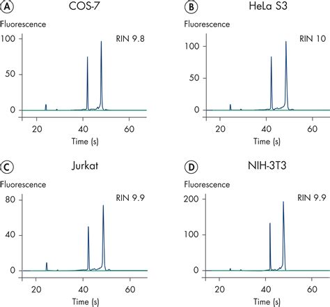 Rneasy Plus Mini Kit 50 Qiagen 优宁维 Univ 商城