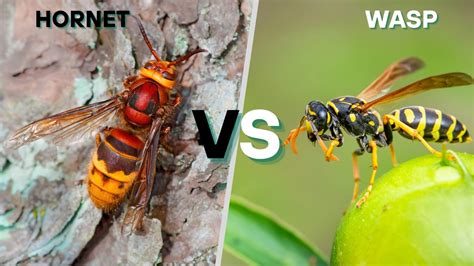 Hornet Vs Wasp Nest Size Sting And Behaviors Compared